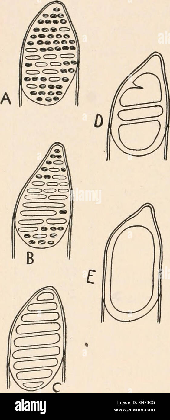Ring porous wood hi-res stock photography and images - Alamy