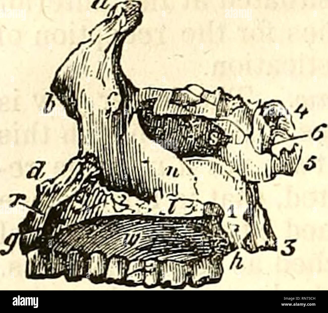 . The anatomy of the human body. Human anatomy; Anatomy. 52 OSTEOLOGY ...