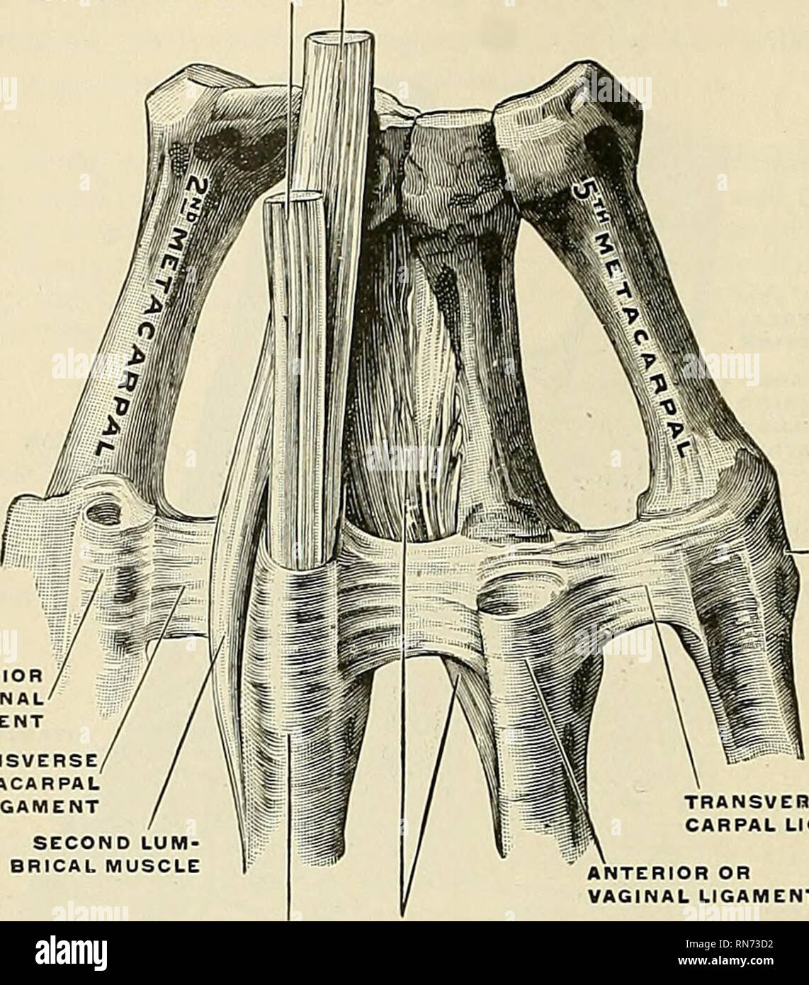 . Anatomy, descriptive and applied. Anatomy. 320 THE ARTIGULA TIONS, OB ...