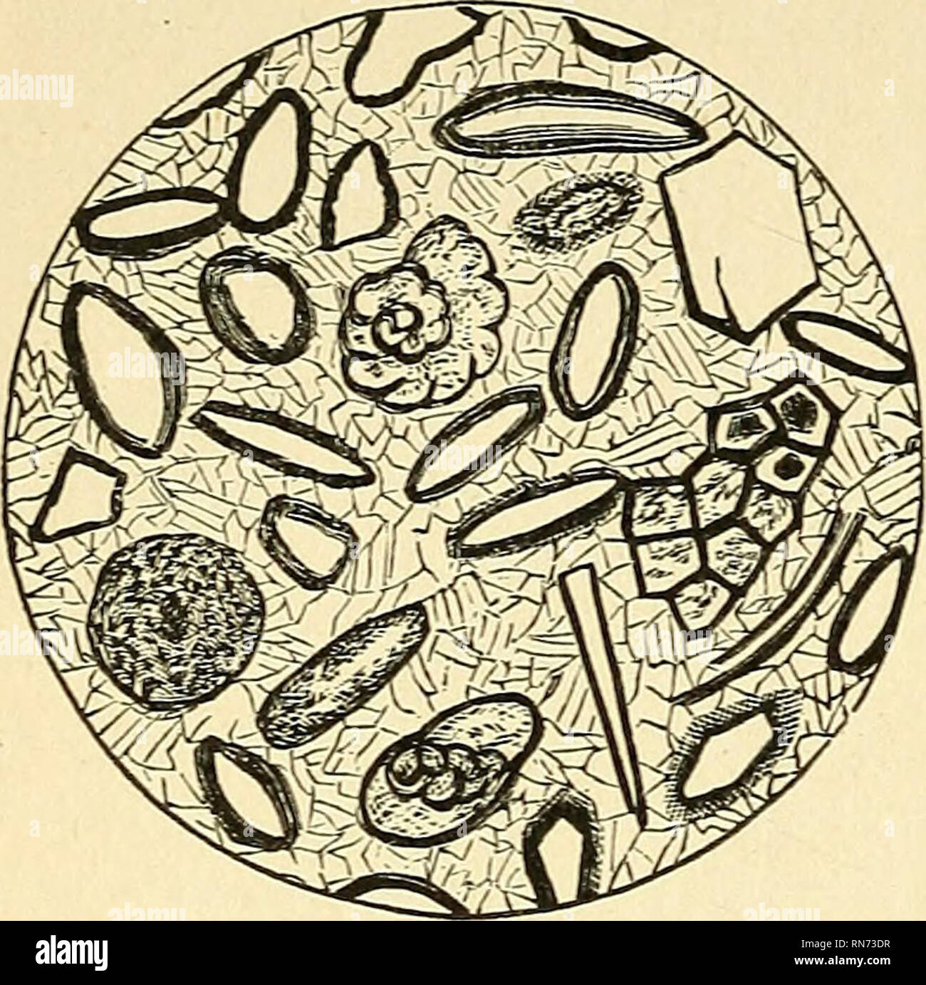 . The ancient life-history of the earth; a comprehensive outline of the ...