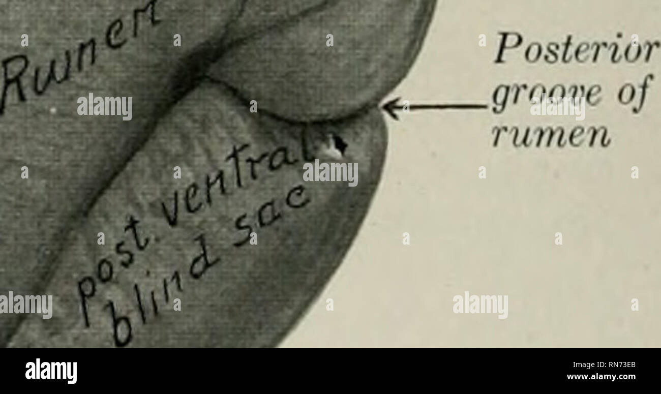 . The anatomy of the domestic animals. Veterinary anatomy. ^^'^'. Fig ...