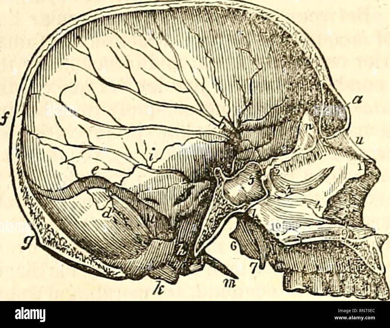 Superior sagittal sinus hi-res stock photography and images - Alamy