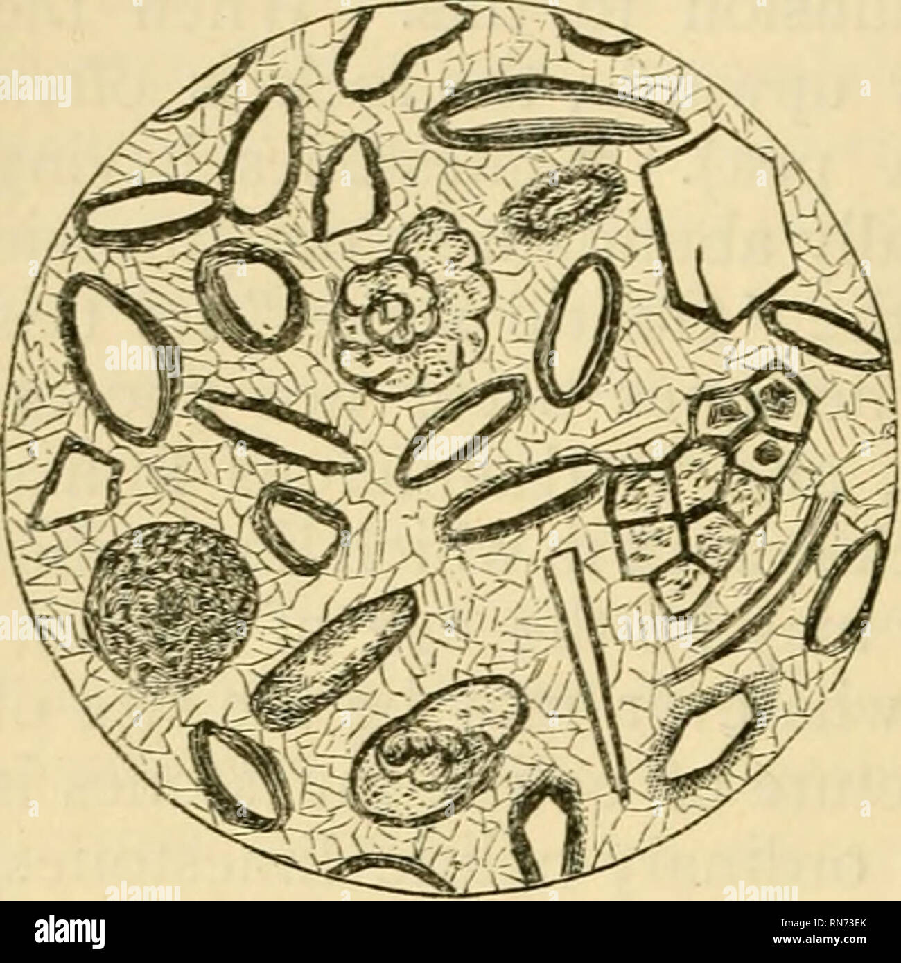 . The ancient life-history of the earth; a comprehensive outline of the ...