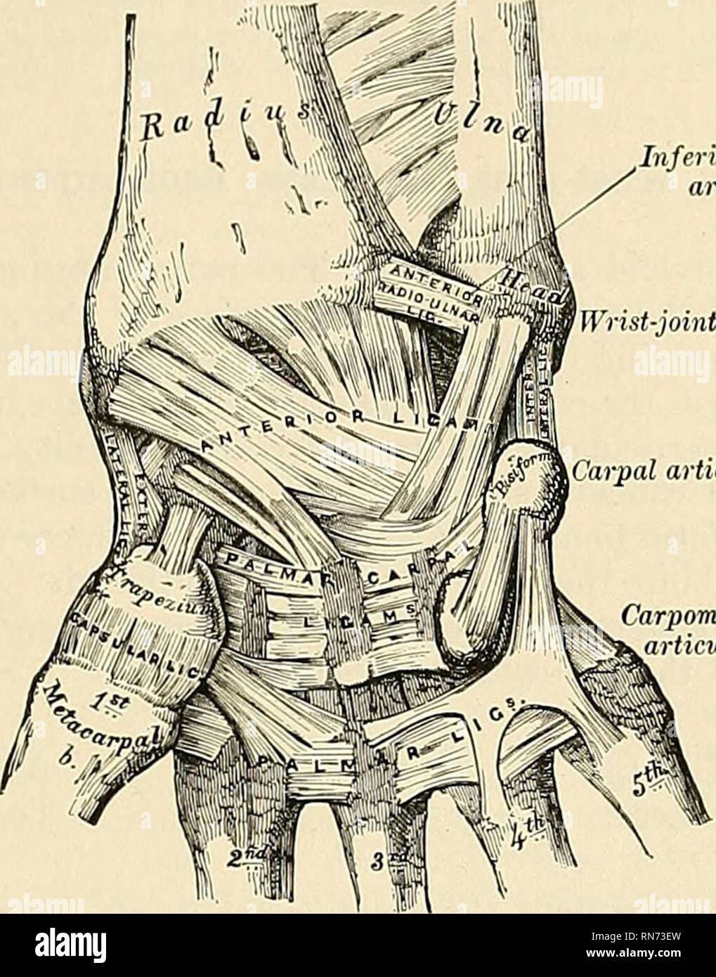 Inferior radioulnar joint hi-res stock photography and images - Alamy