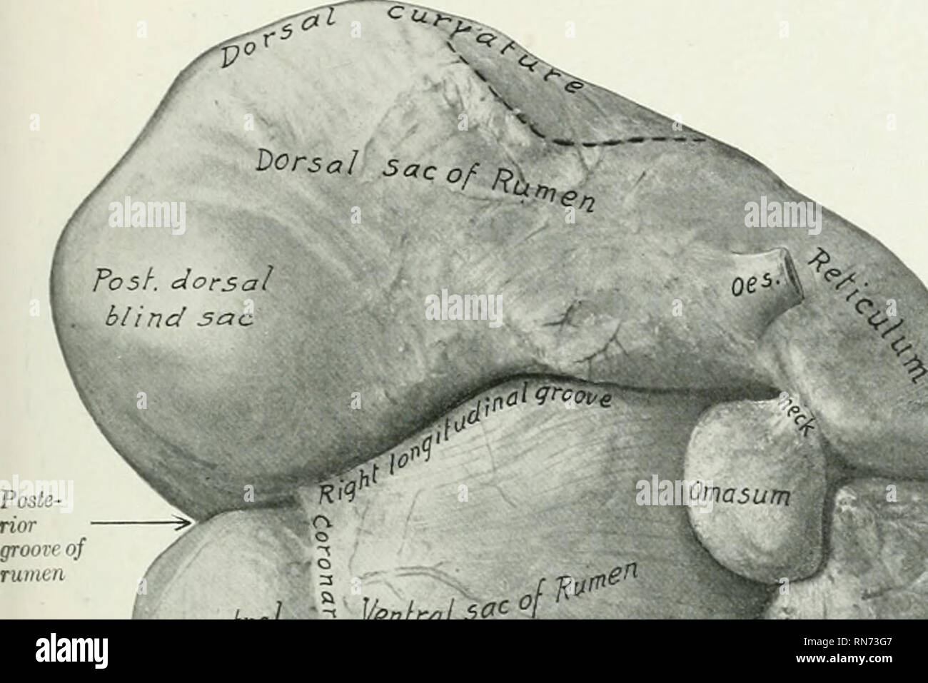 . The anatomy of the domestic animals. Veterinary anatomy. DIGESTIVE ...