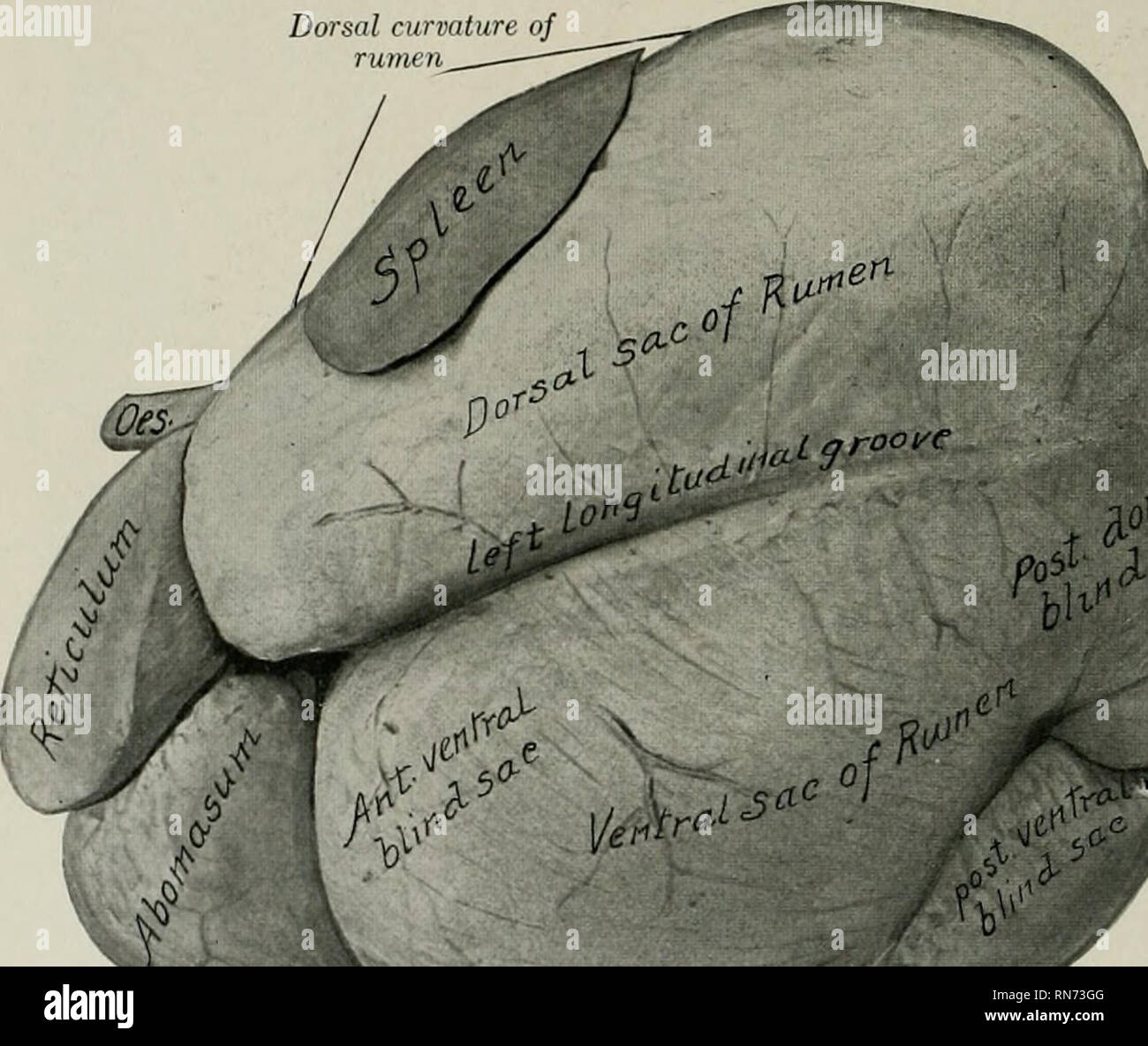 . The anatomy of the domestic animals. Veterinary anatomy. 472 ...