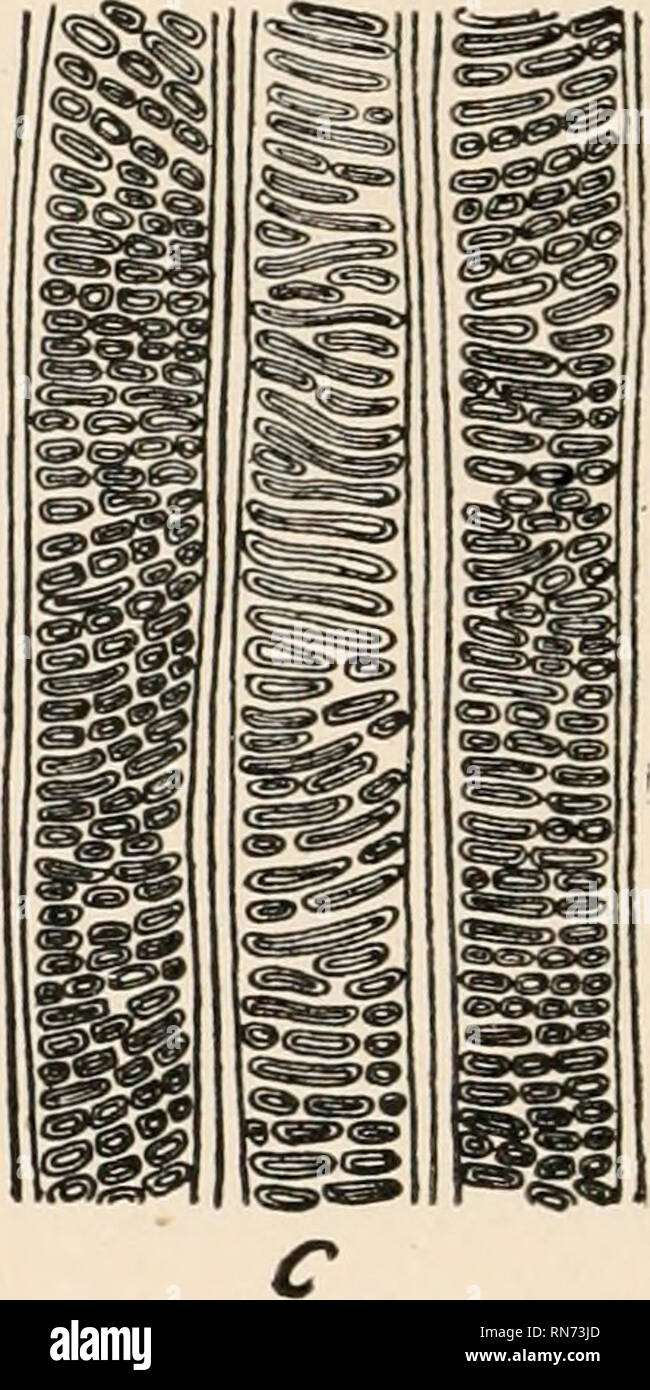 . The anatomy of woody plants. Botany -- Anatomy. FIG. 76.—Vessels from ...