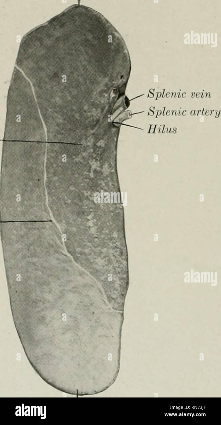 . The anatomy of the domestic animals. Veterinary anatomy. 470 ...
