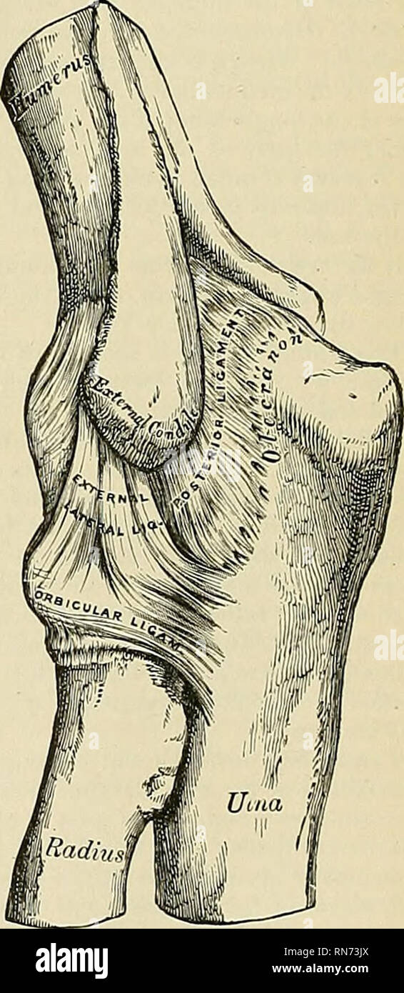 . Anatomy, descriptive and applied. Anatomy. Fig. 248.—Left elbow-joint ...
