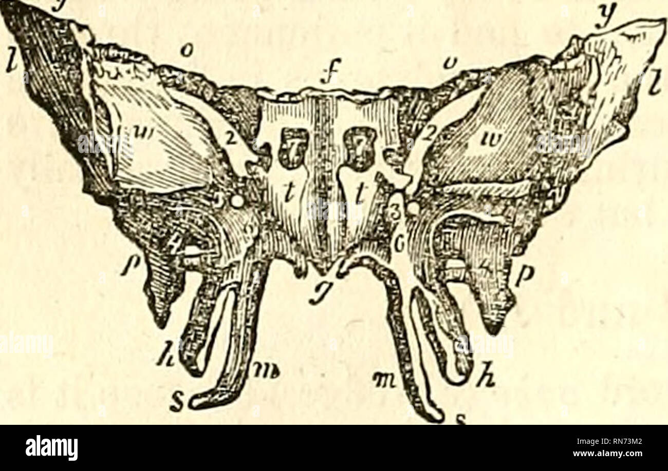 . The anatomy of the human body. Human anatomy; Anatomy. 38 OSTEOLOGY ...