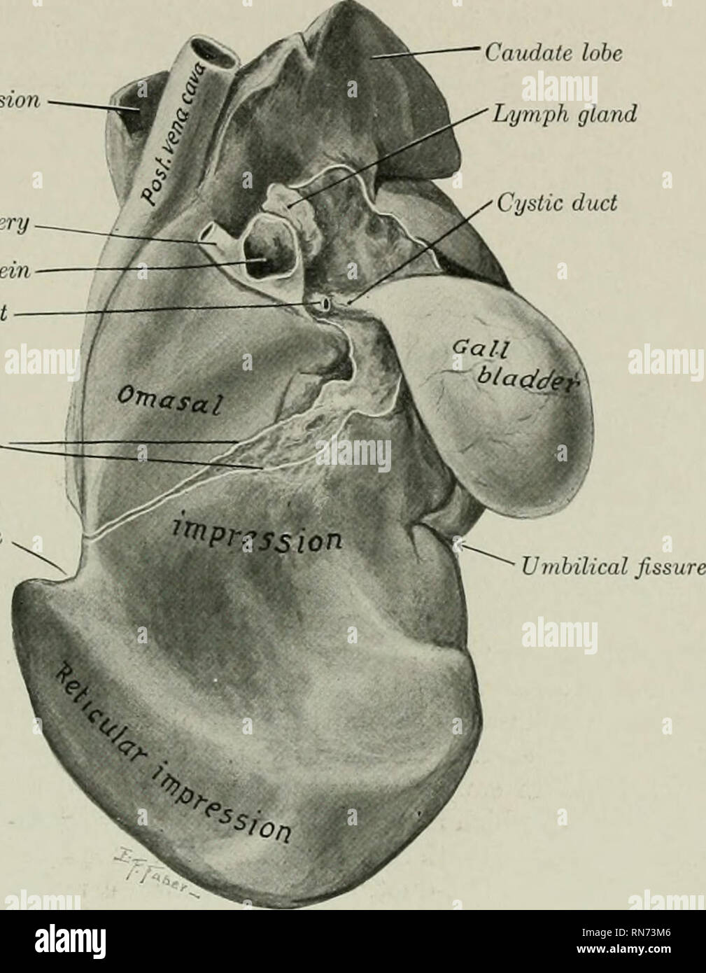 Right marginal artery hi-res stock photography and images - Alamy