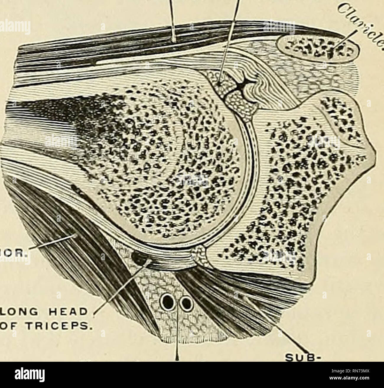 Scapular notch hi-res stock photography and images - Alamy