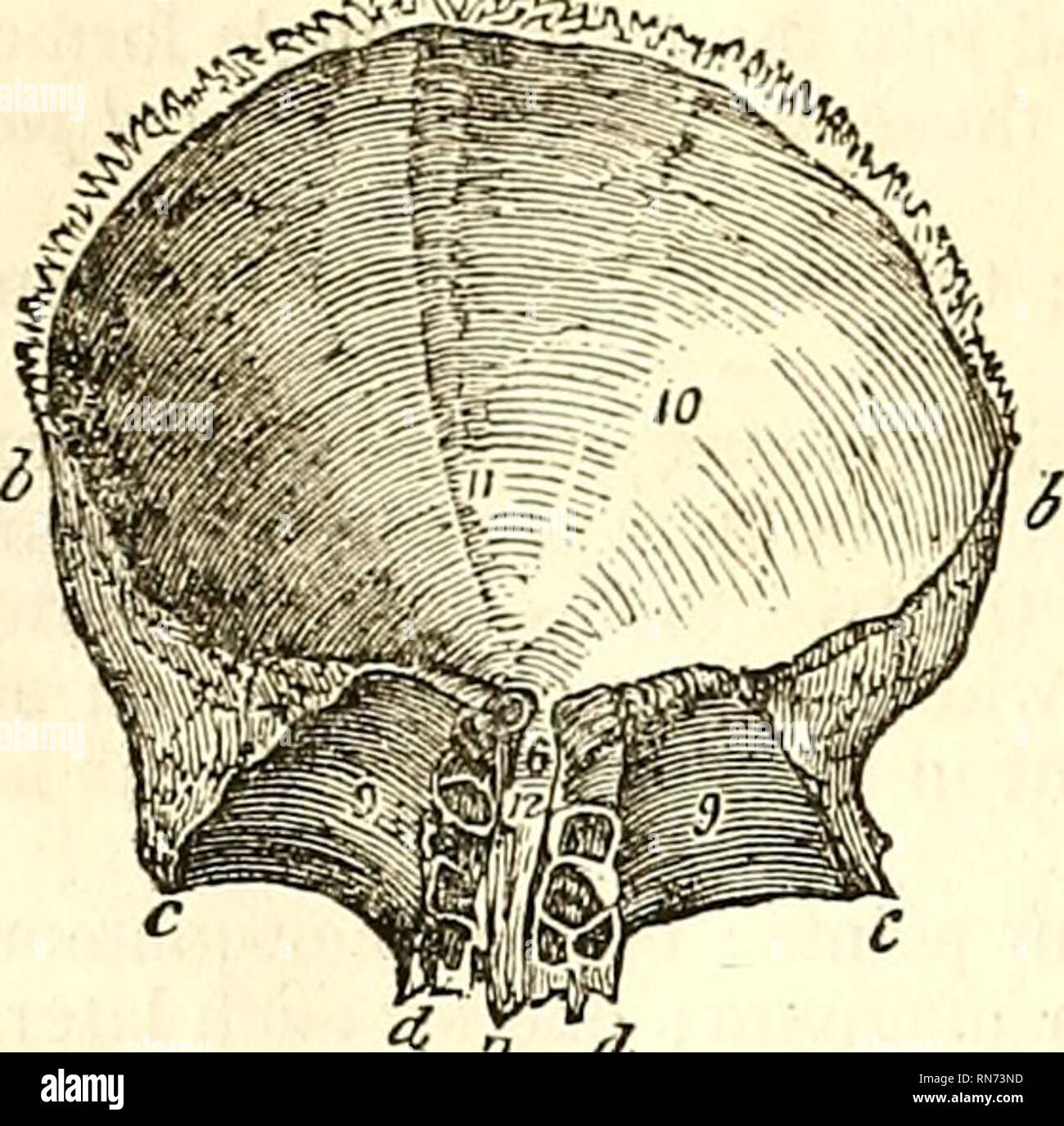 Bone lamella hi-res stock photography and images - Alamy