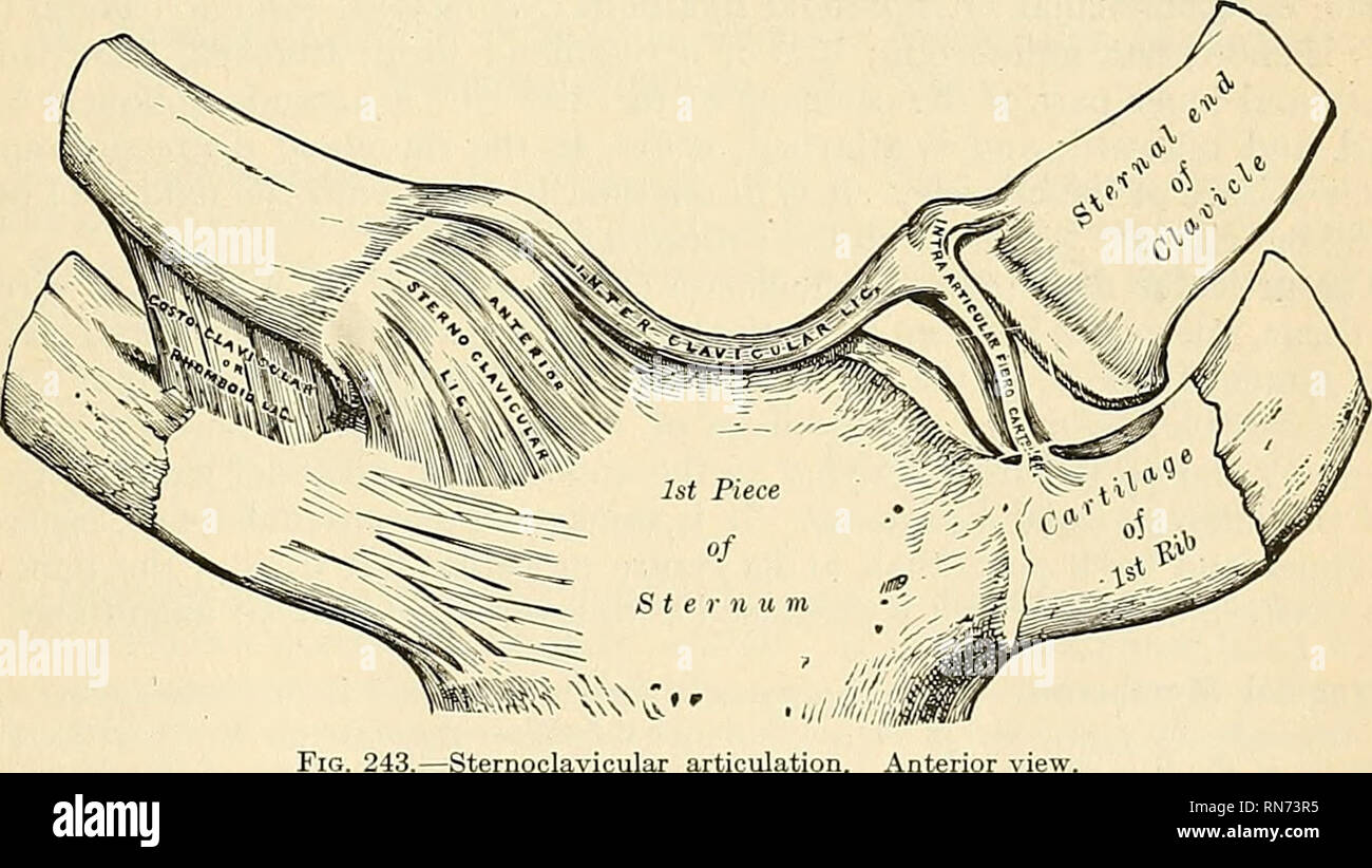 Sternoclavicular joint hi-res stock photography and images - Alamy