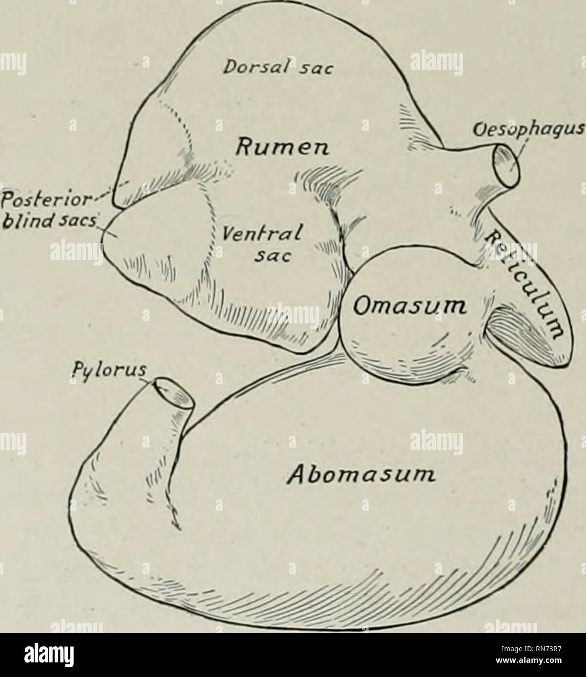 Mucous membrane mucosae hi-res stock photography and images - Alamy