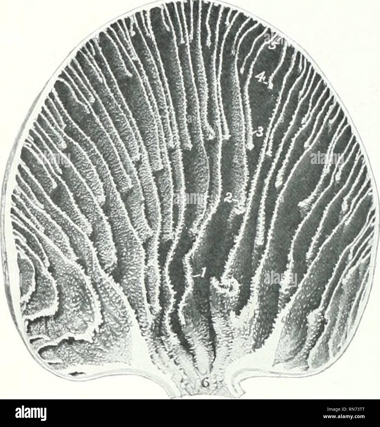 . The anatomy of the domestic animals. Veterinary anatomy. 400 ...