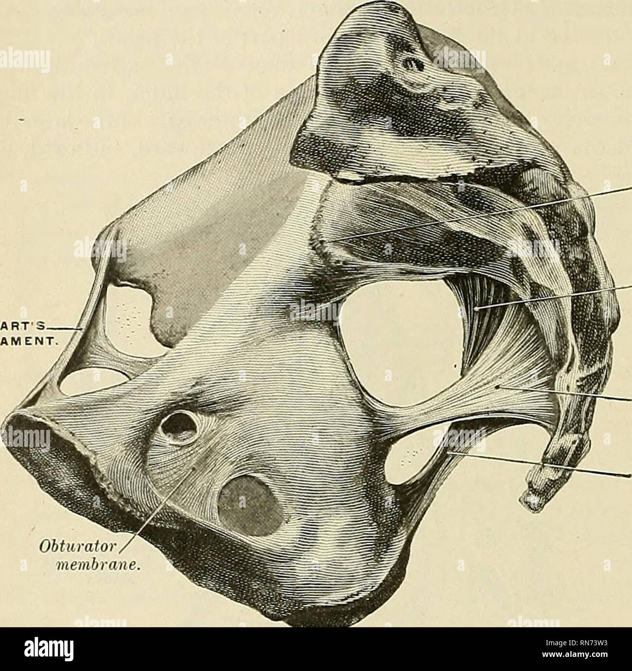 Anterior Sacrococcygeal Ligament