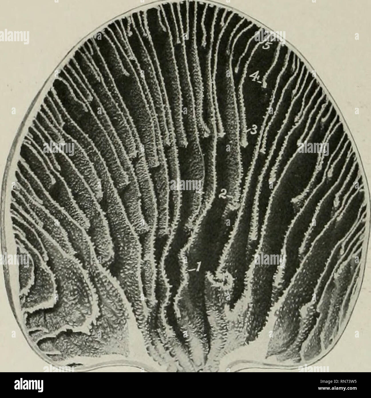 . The anatomy of the domestic animals. Veterinary anatomy. 460 ...