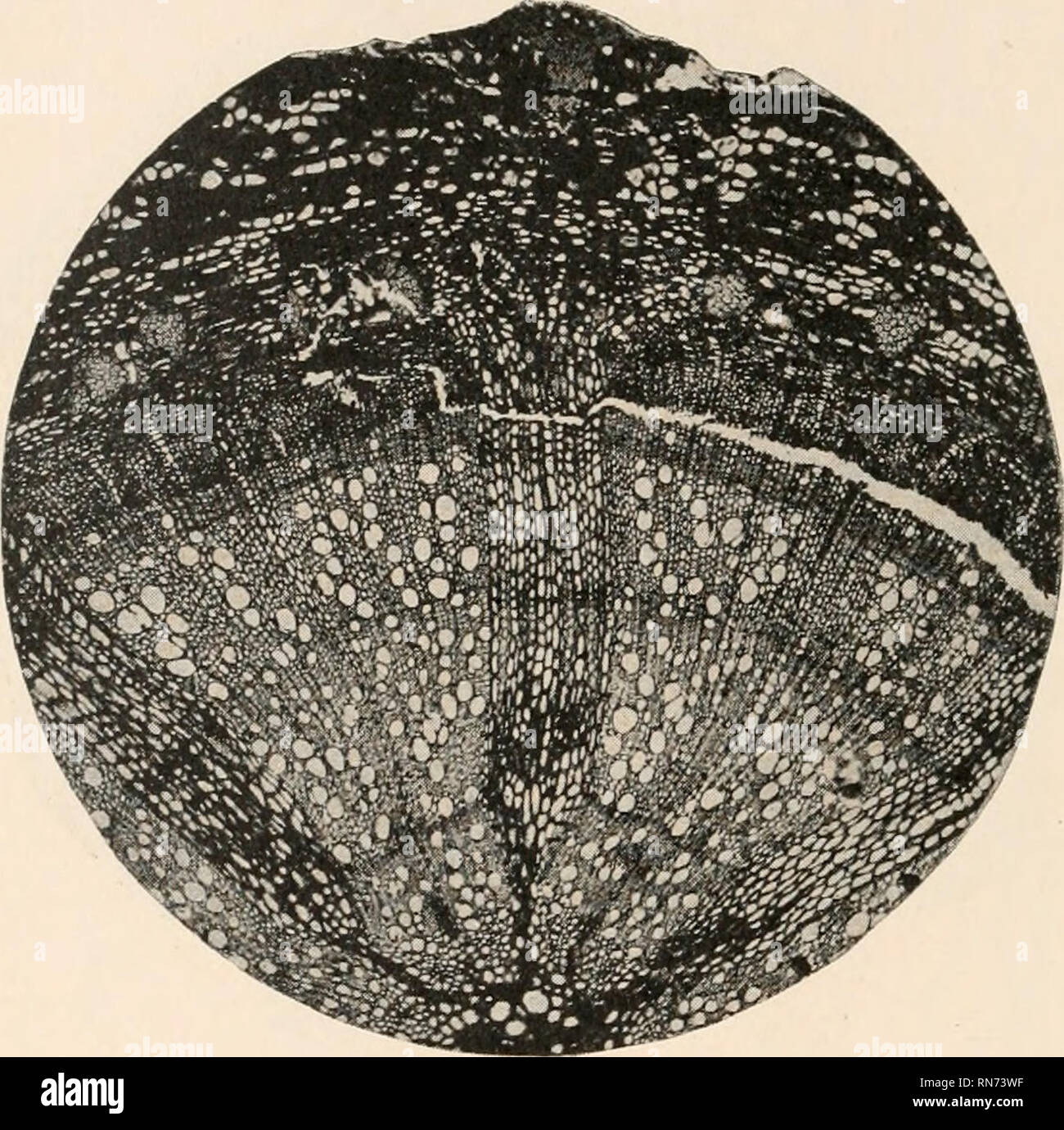 Woody stem cross section hi-res stock photography and images - Alamy