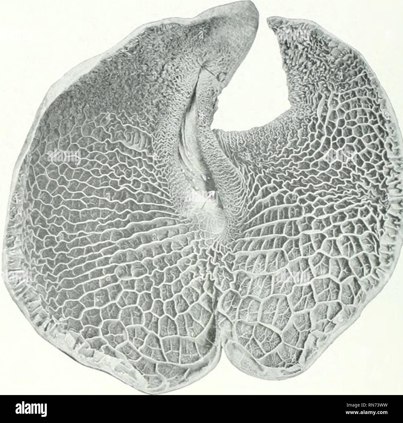 . The anatomy of the domestic animals. Veterinary anatomy. 458 ...