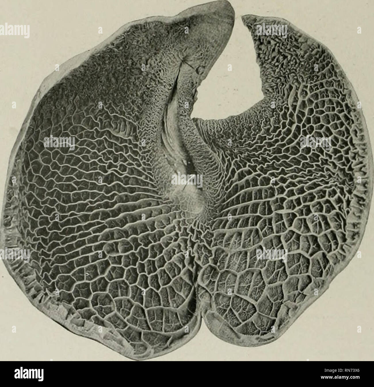 . The anatomy of the domestic animals. Veterinary anatomy. 458 ...
