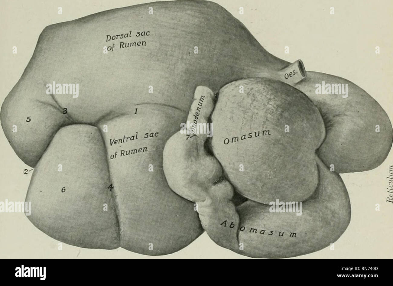 Coronary sulcus hi-res stock photography and images - Alamy