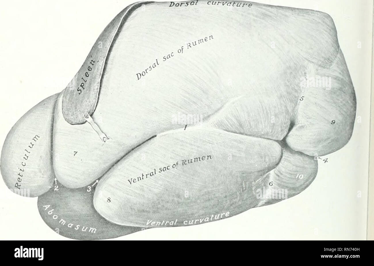 . The anatomy of the domestic animals. Veterinary anatomy. 454 ...