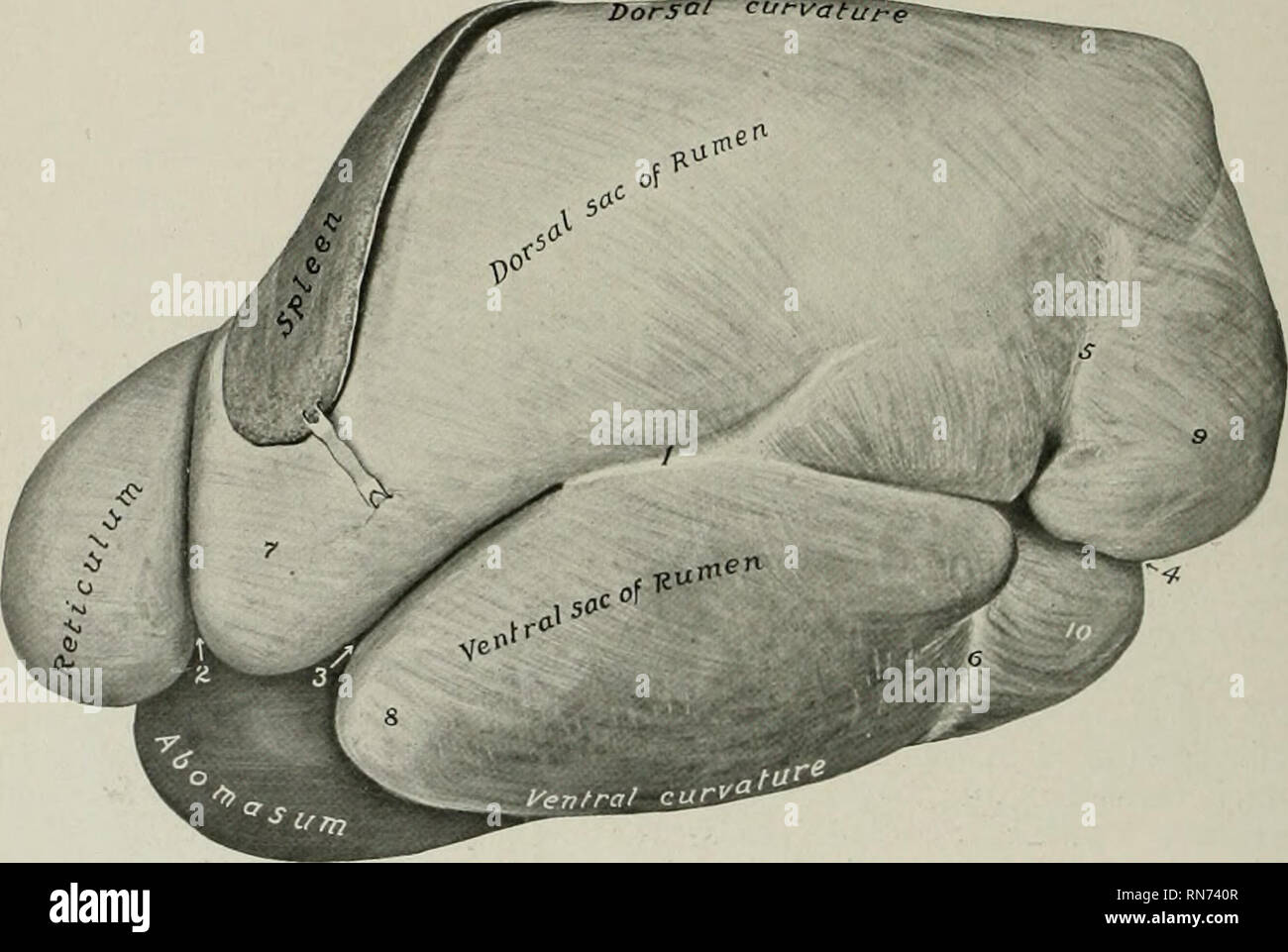 . The anatomy of the domestic animals. Veterinary anatomy. 454 ...