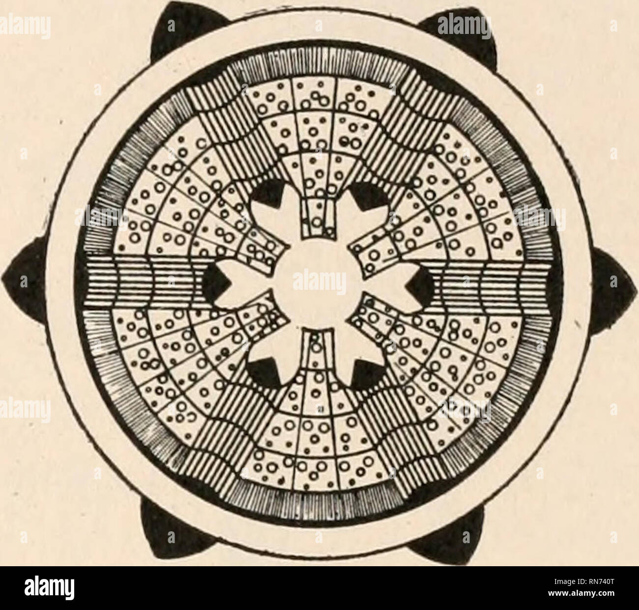 . The anatomy of woody plants. Botany -- Anatomy. FIBROVASCULAR TISSUES ...