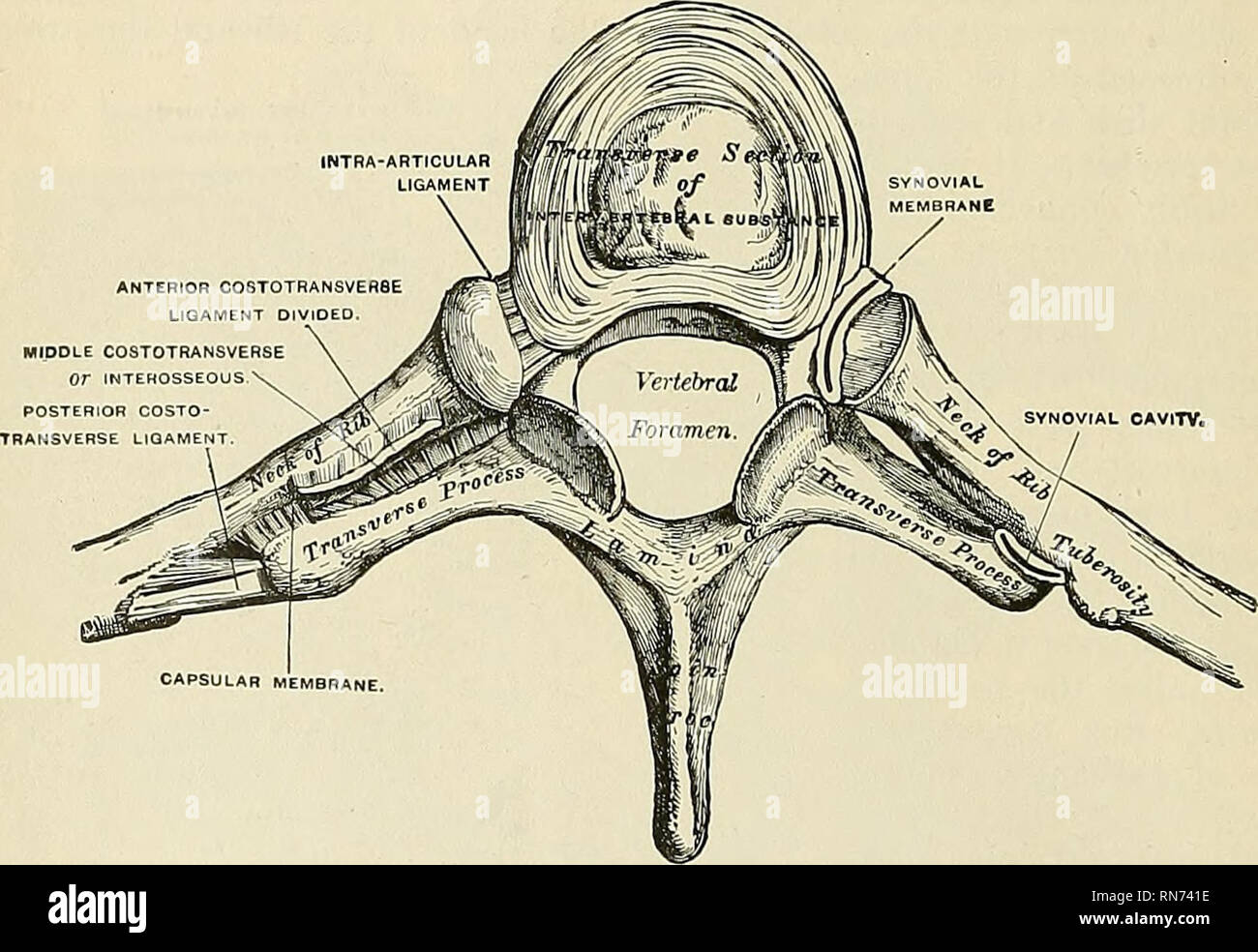 Transverse Processes