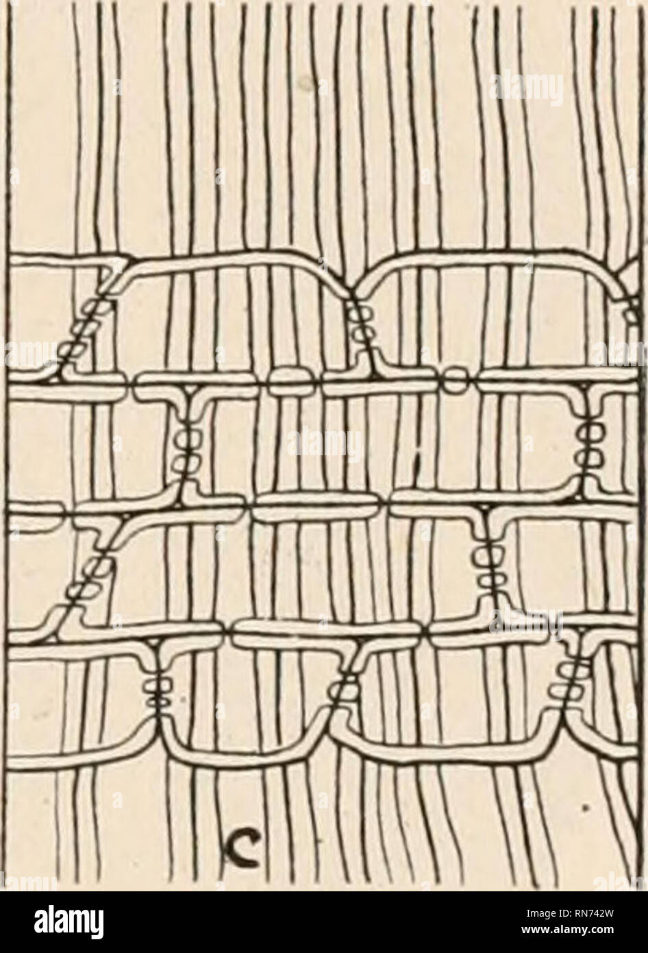. The anatomy of woody plants. Botany -- Anatomy. FIG. 57.—Longitudinal ...