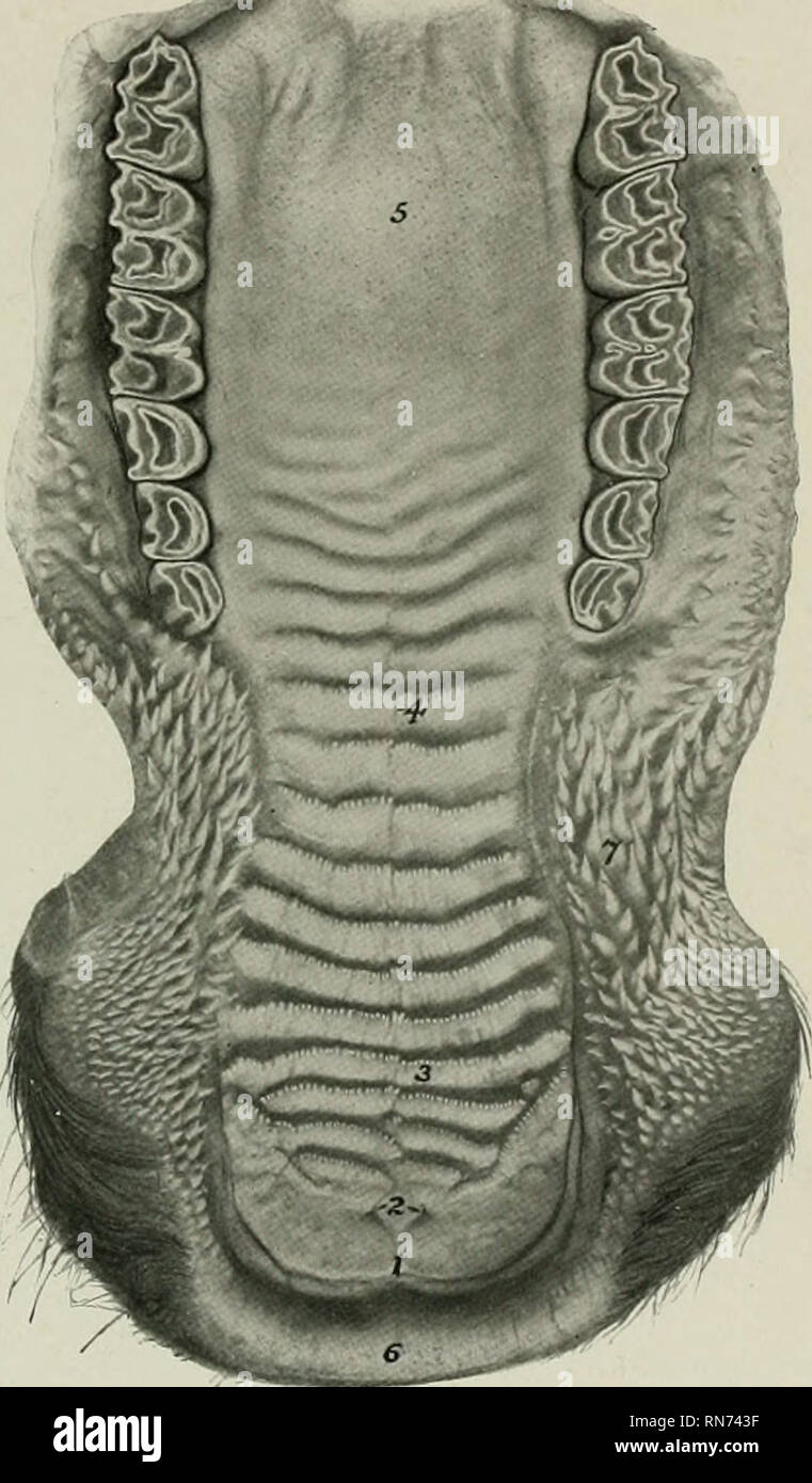 . The anatomy of the domestic animals. Veterinary anatomy. THE MOUTH ...