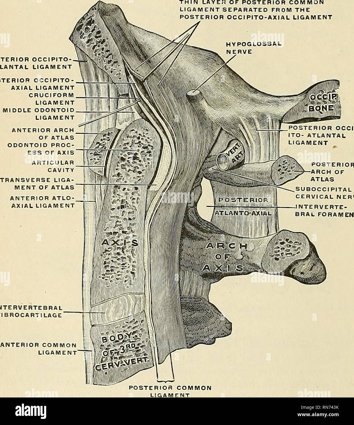 Odontoid High Resolution Stock Photography and Images - Alamy