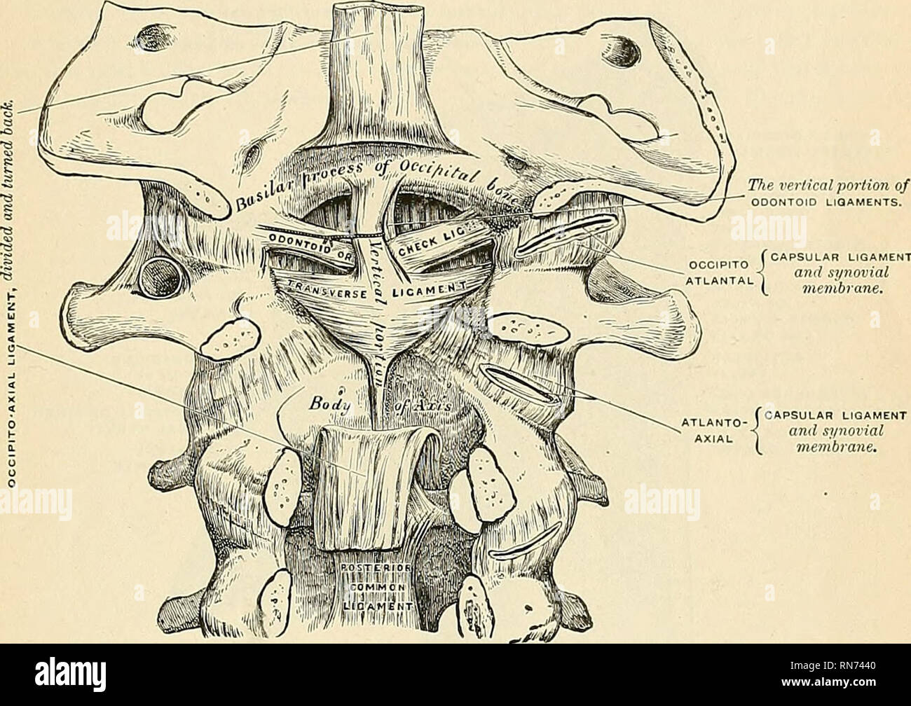 Atlanto occipital hi-res stock photography and images - Alamy