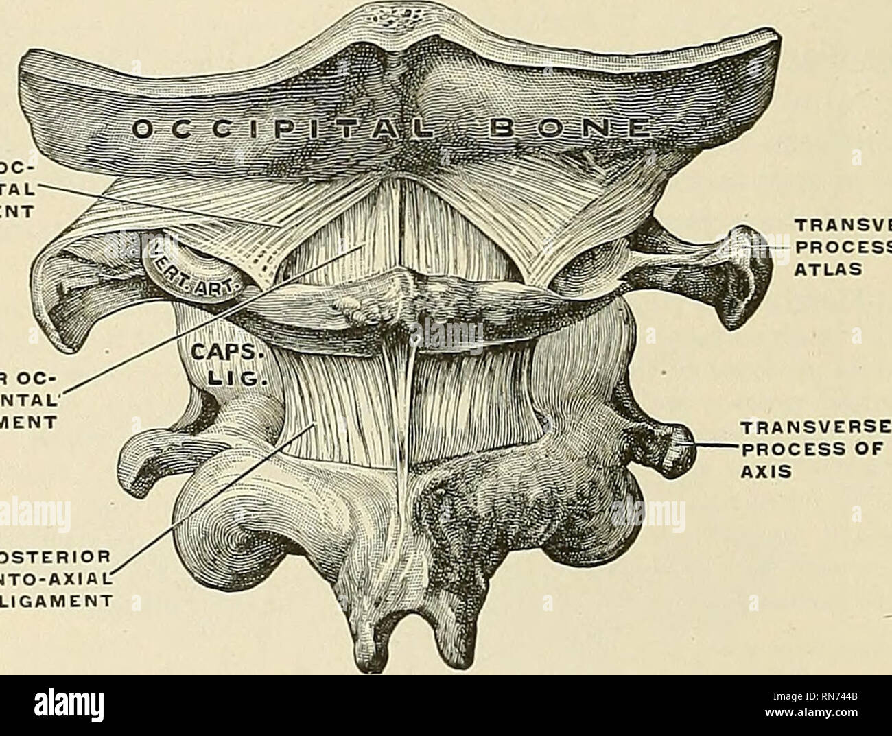 Occipitoatlantal Joint