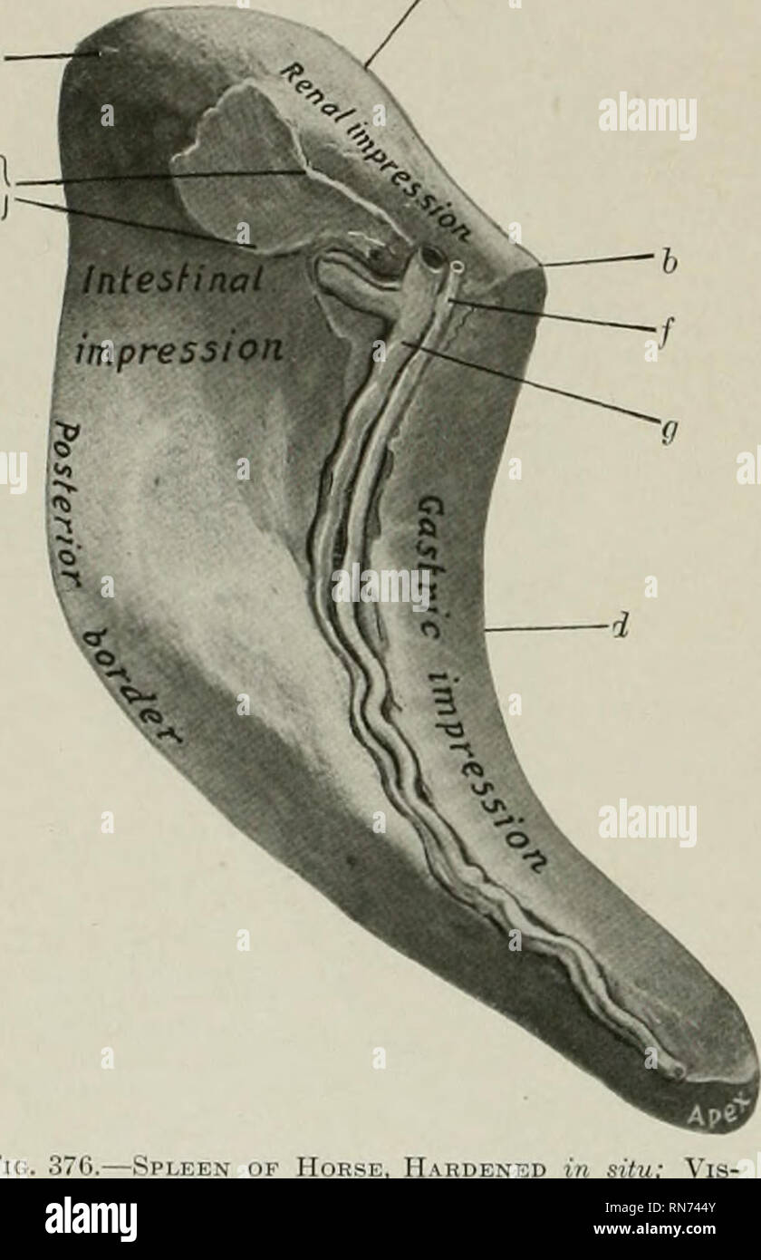 . The anatomy of the domestic animals. Veterinary anatomy. 440 ...