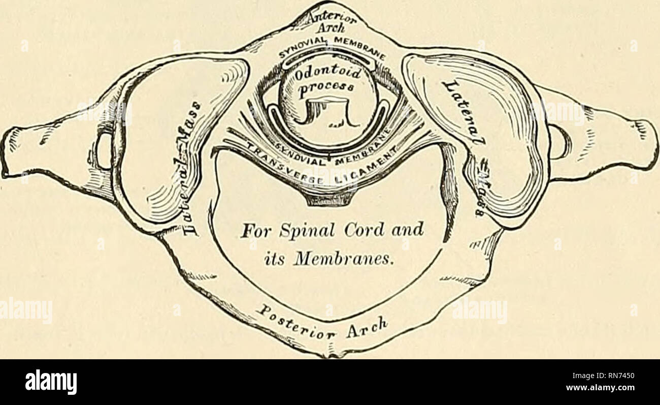 . Anatomy, descriptive and applied. Anatomy. ARTICULATION OF THE ATLAS ...