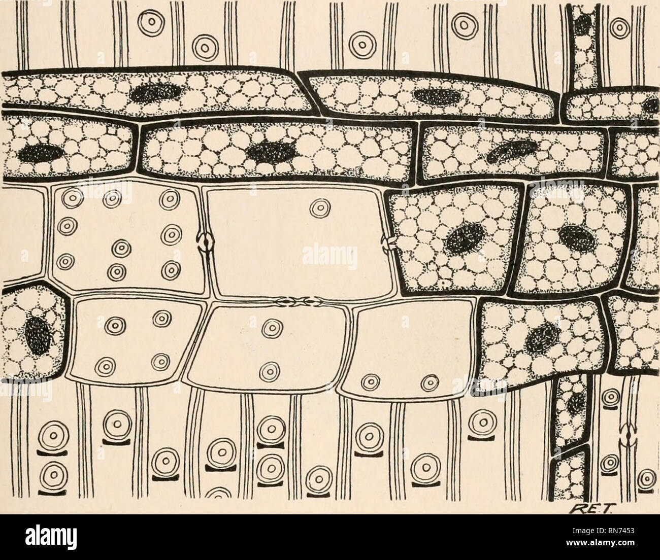 Tracheary elements hi-res stock photography and images - Alamy