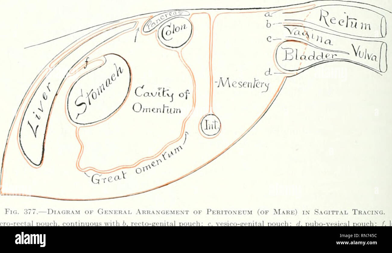 Epiploic Foramen Horse