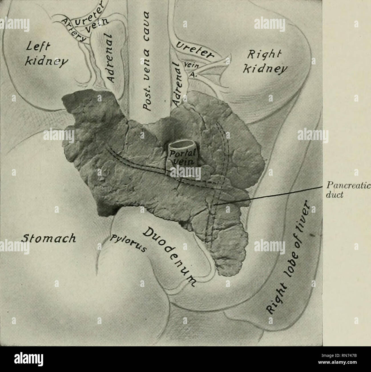 Splenic angle hi-res stock photography and images - Alamy