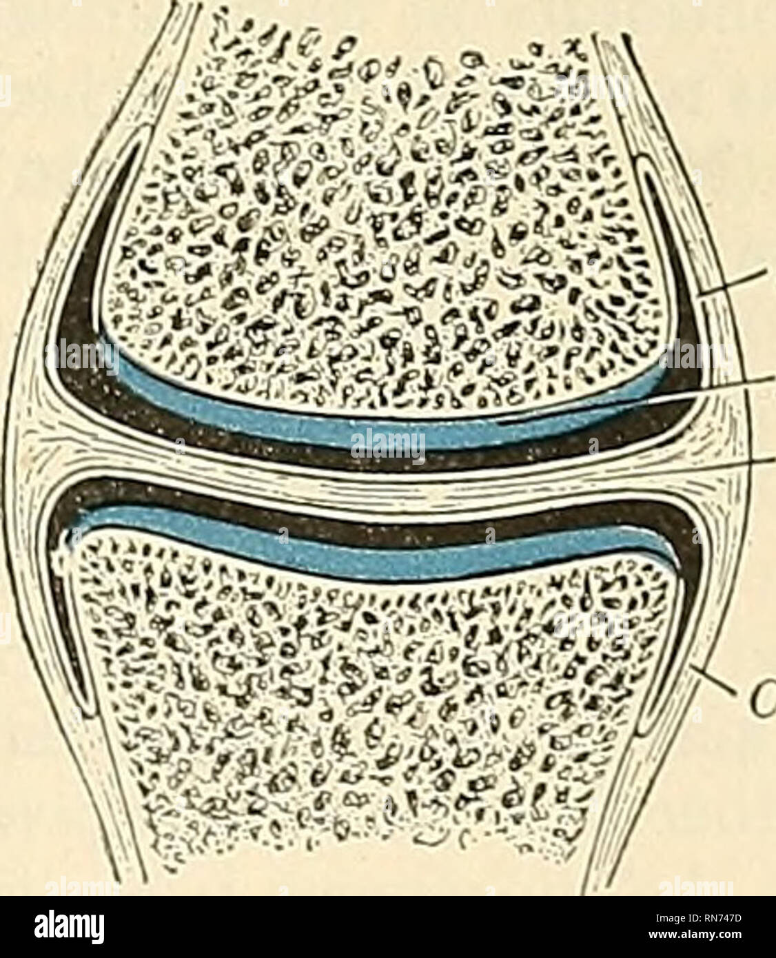 Intra Articular Ligament