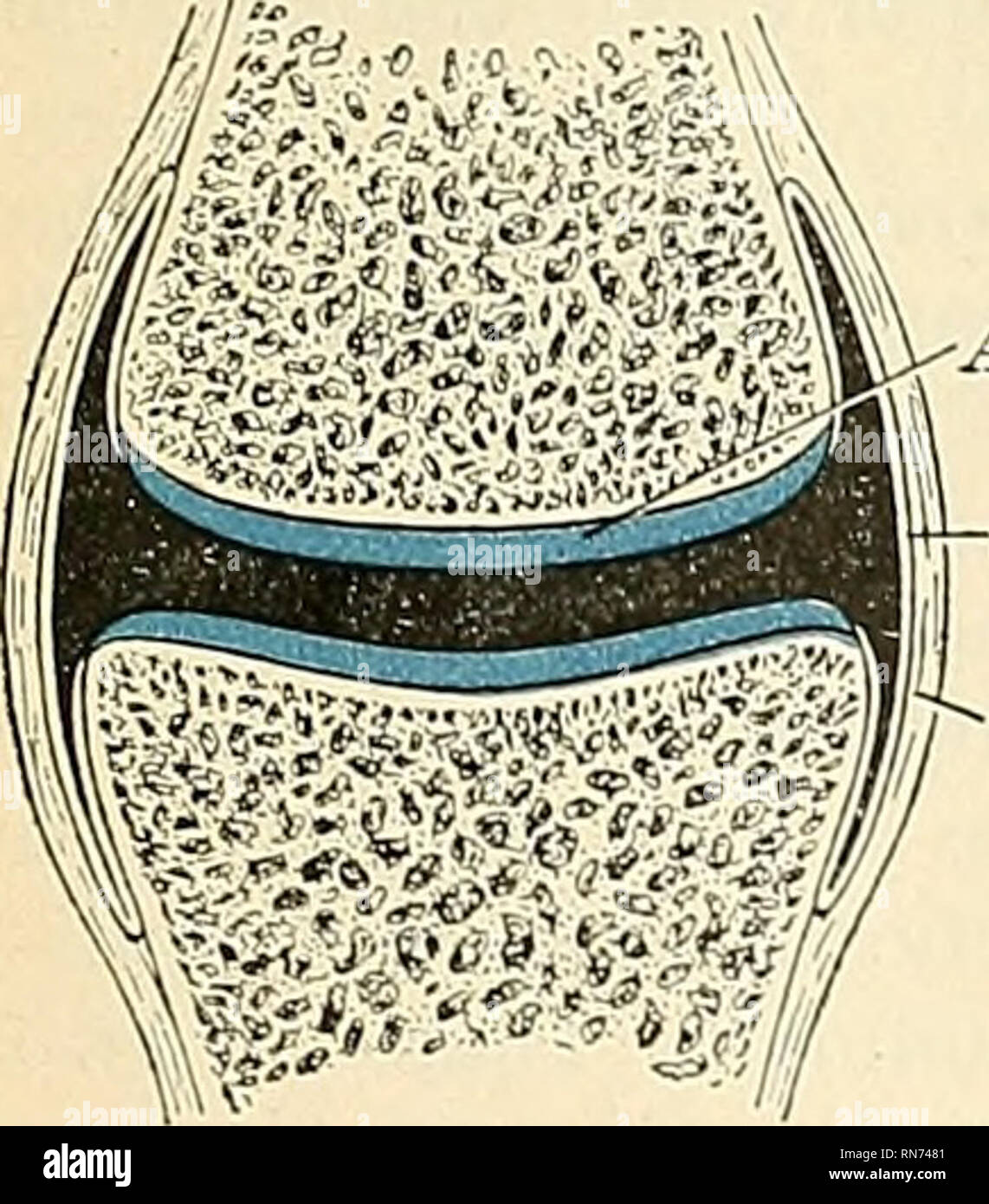 . Anatomy, descriptive and applied. Anatomy. Articular cartilage -rT ...