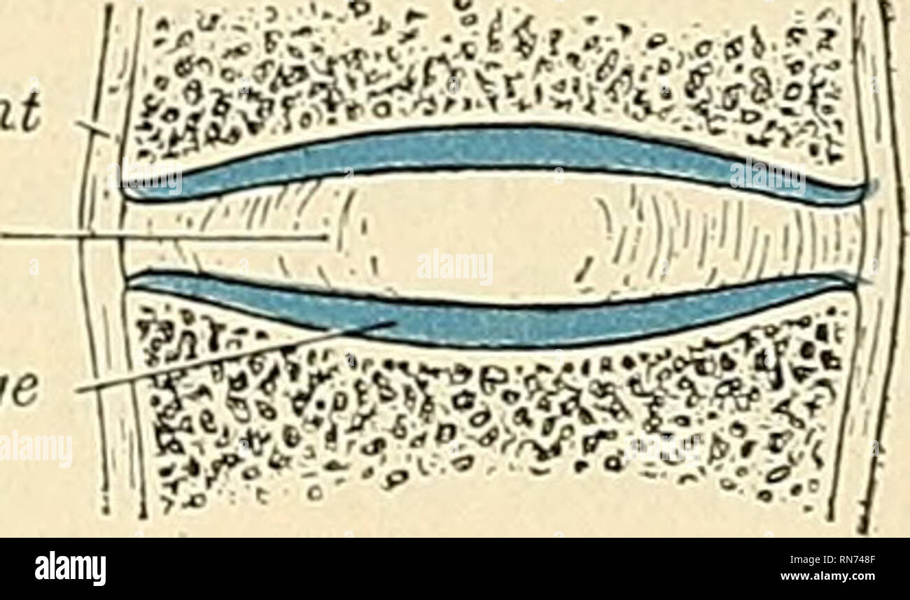 . Anatomy, descriptive and applied. Anatomy. Perichondrium -Section ...