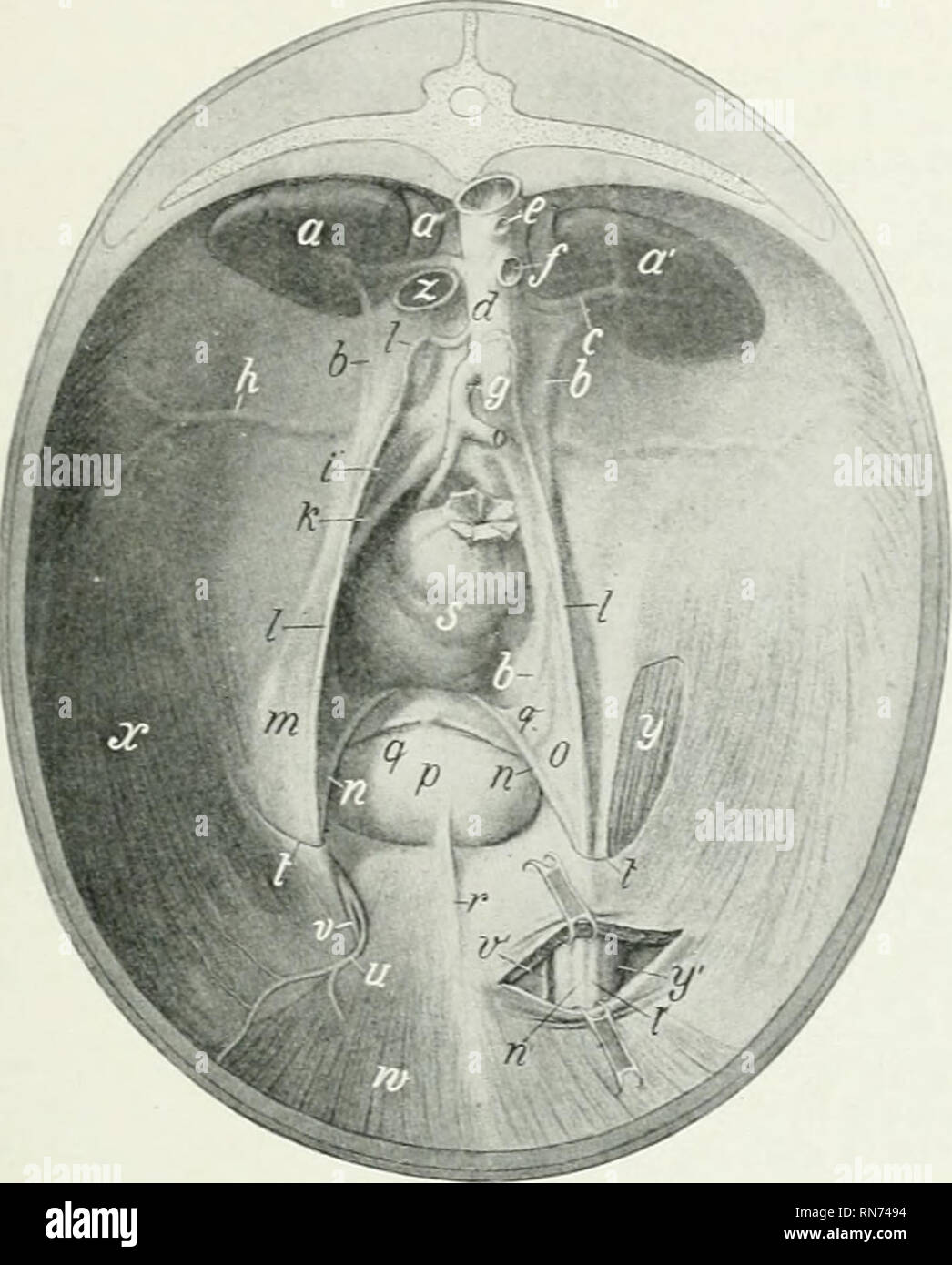 . The anatomy of the domestic animals. Veterinary anatomy. STRUCTURE OF ...