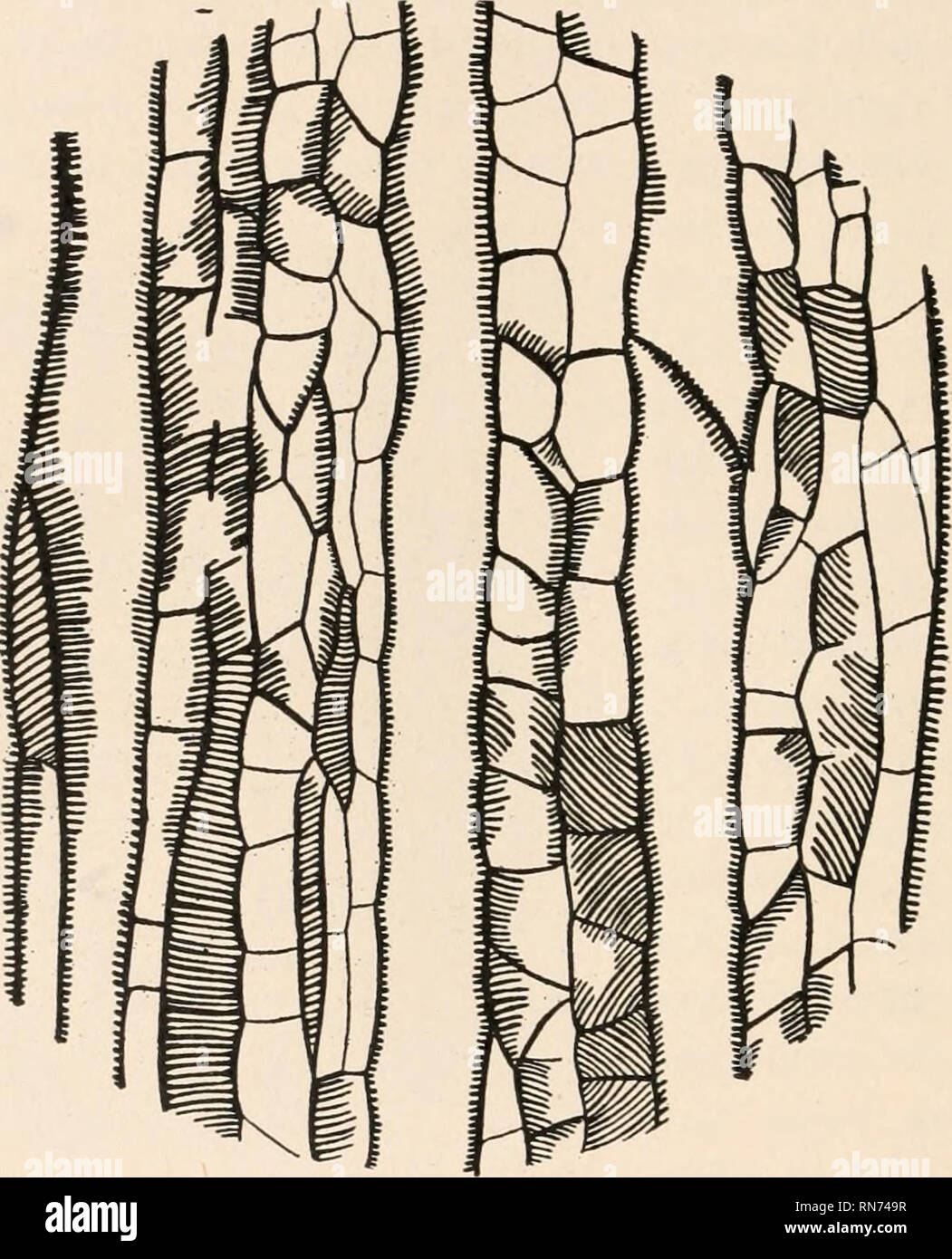 Medullary structures hi-res stock photography and images - Alamy