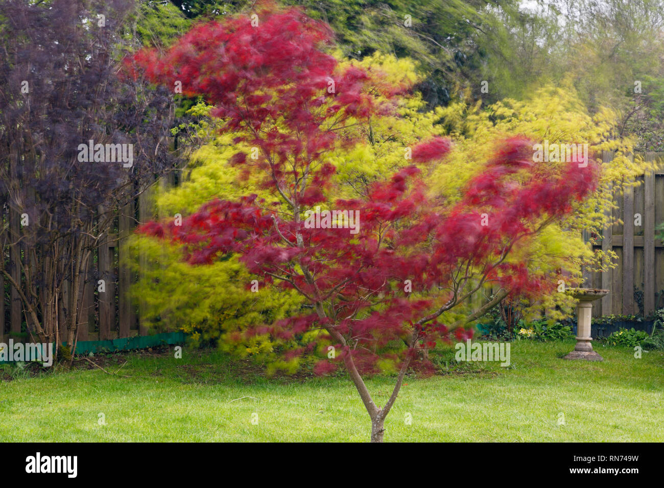 Windy weather trees hi-res stock photography and images - Alamy