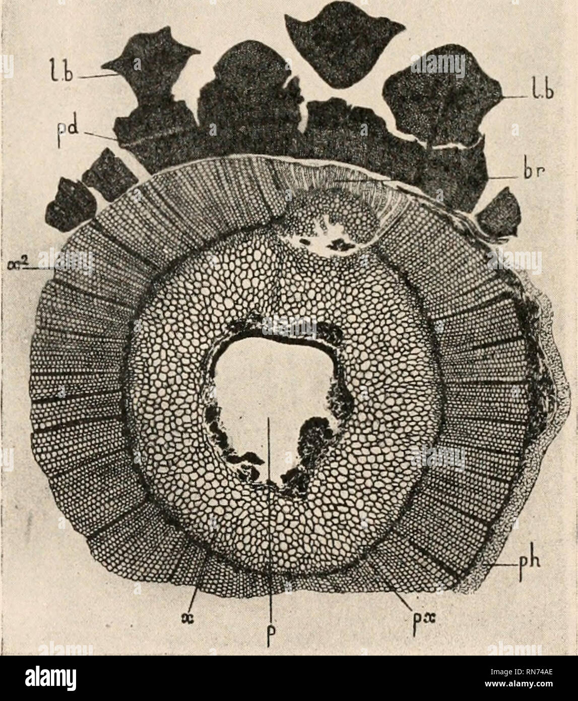 . The anatomy of woody plants. Botany -- Anatomy. CHAPTER VI THE ...