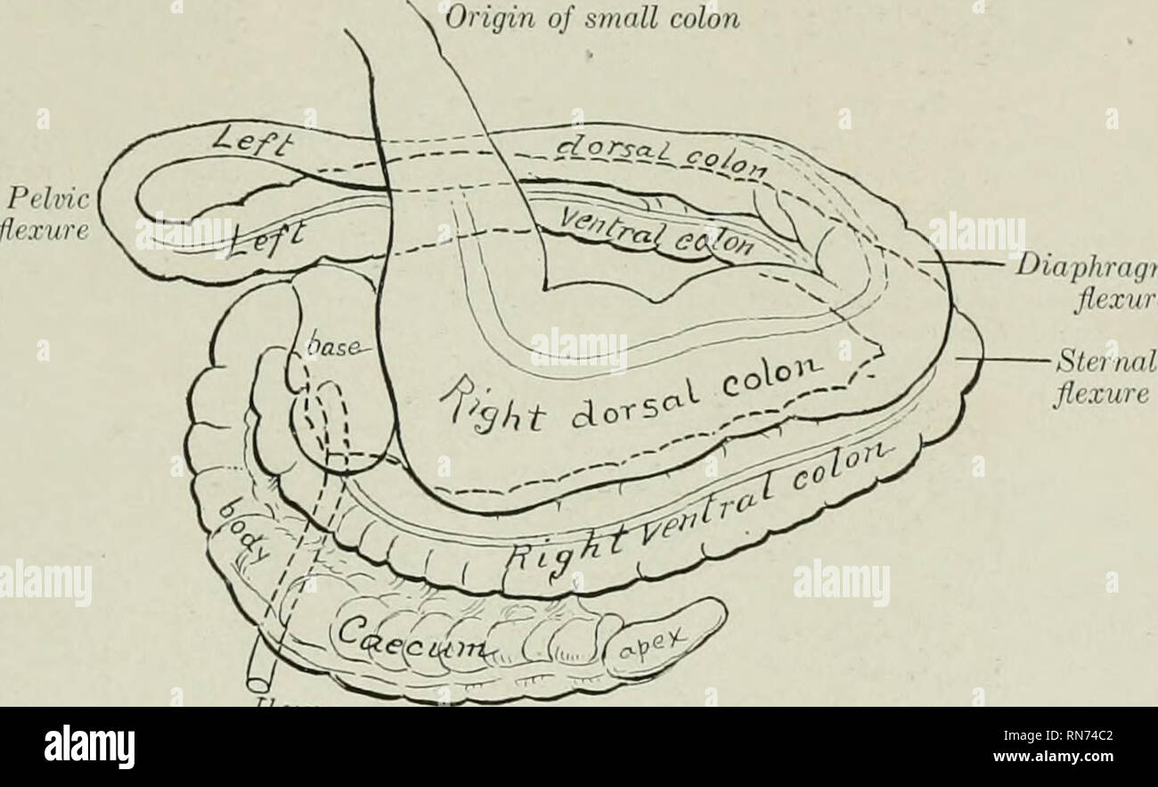 . The anatomy of the domestic animals. Veterinary anatomy. THE GREAT ...