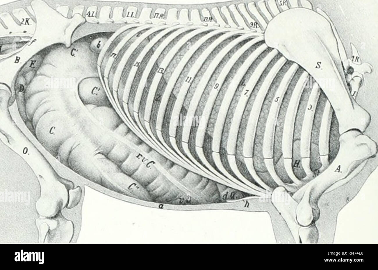 . The anatomy of the domestic animals. Veterinary anatomy. 420 ...