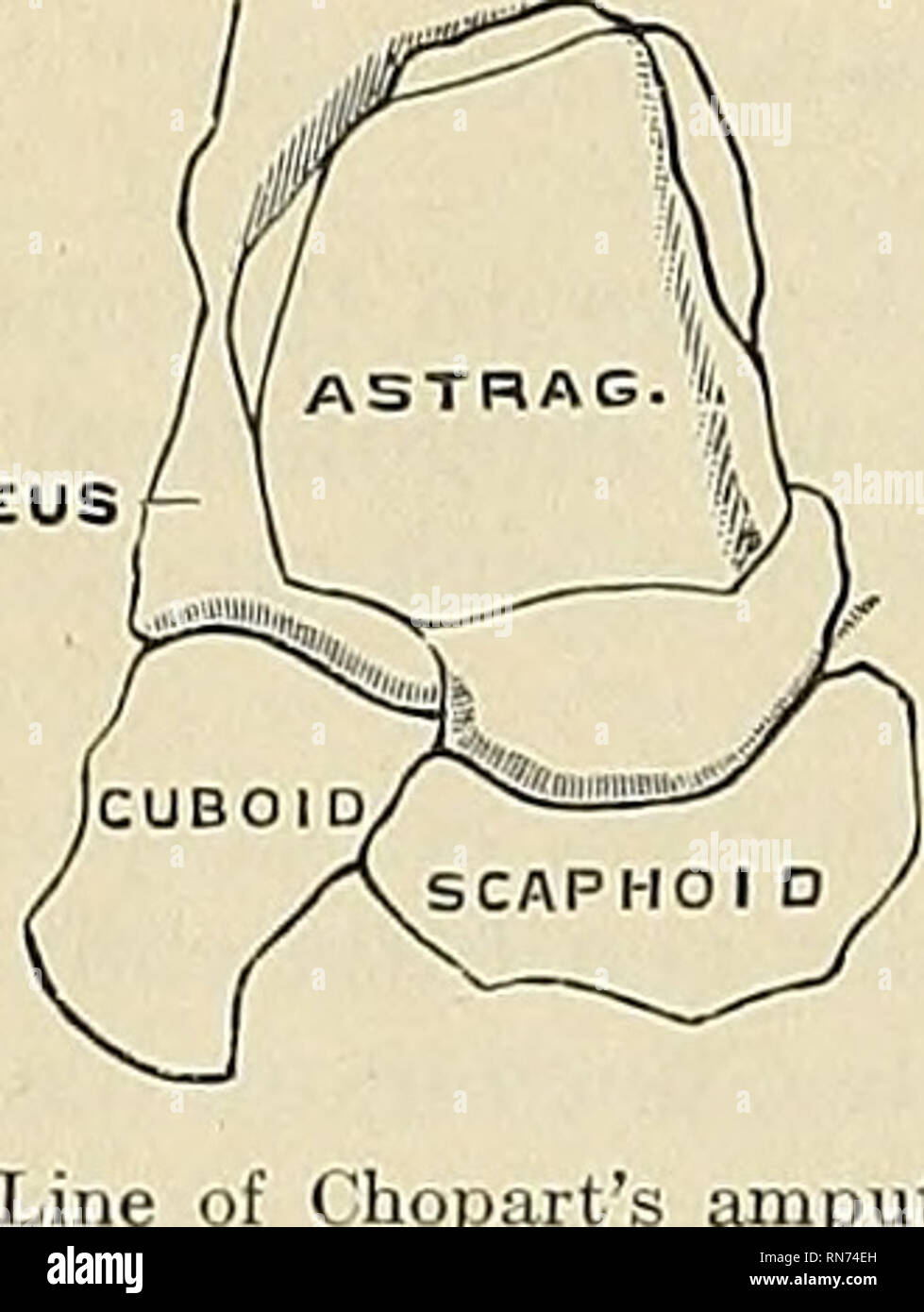 . Anatomy, descriptive and applied. Anatomy. 256 SPECIAL ANATOMY OF THE ...